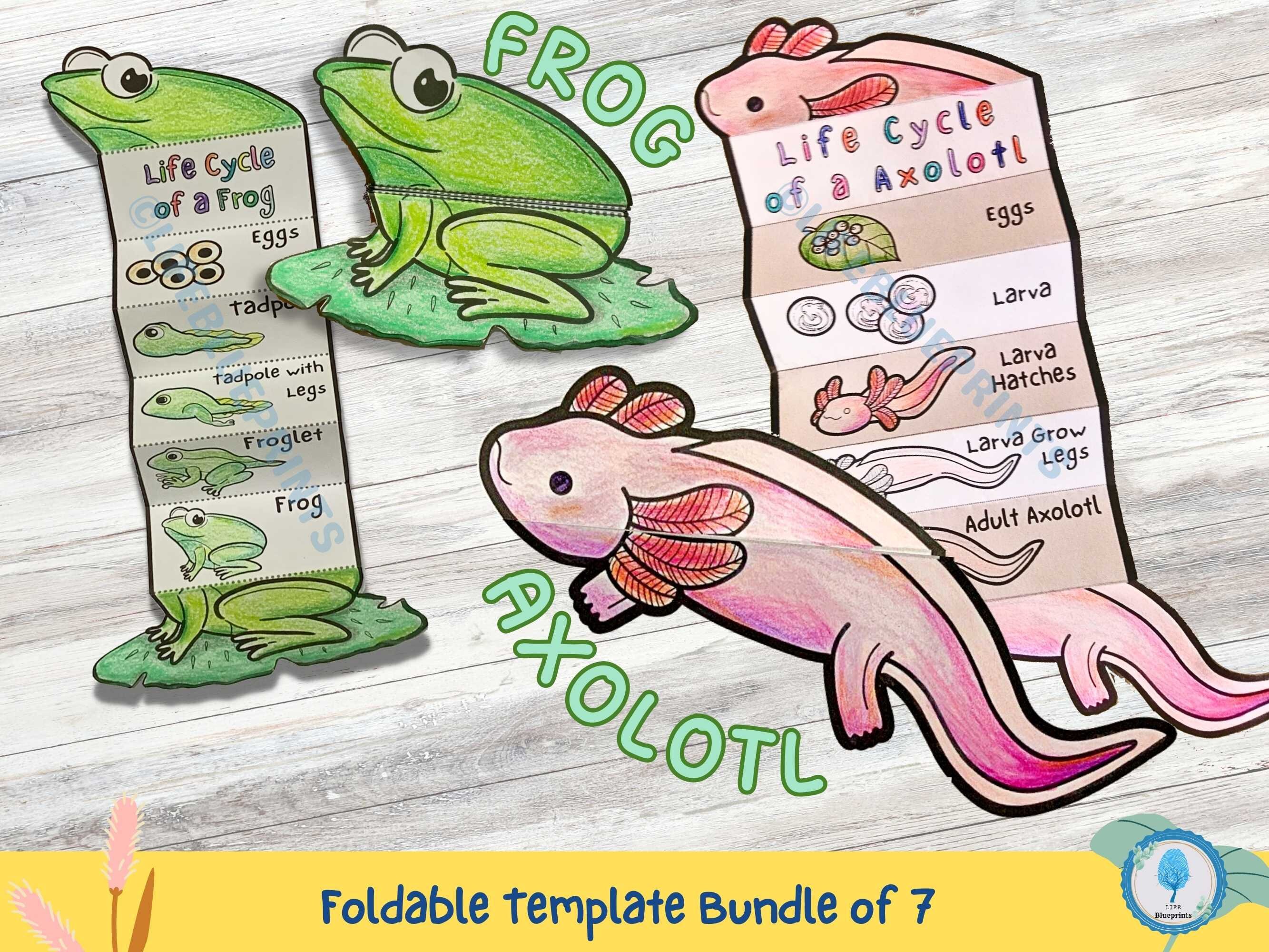 POND BIOME Life Cycle Bundle of 7 Templates | Discounts With Bundle ...