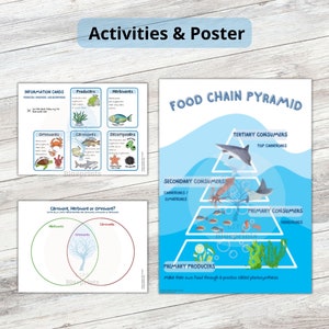 Marine Food Chains Foldable Kids' Craft | Snow Globe | Food Web ...