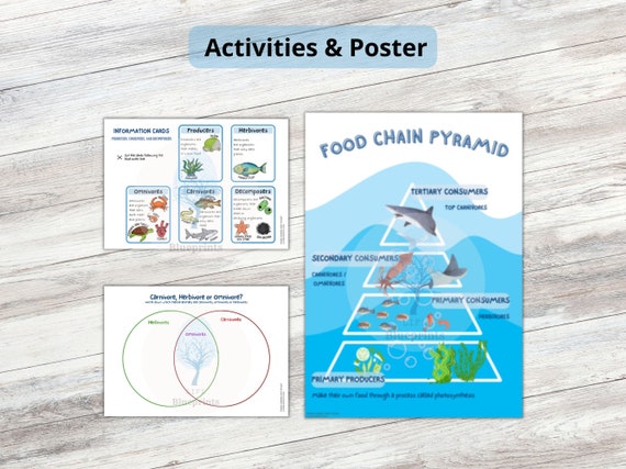 Ocean Food Web Science Project Educationcom Ocean Food Web For 5th