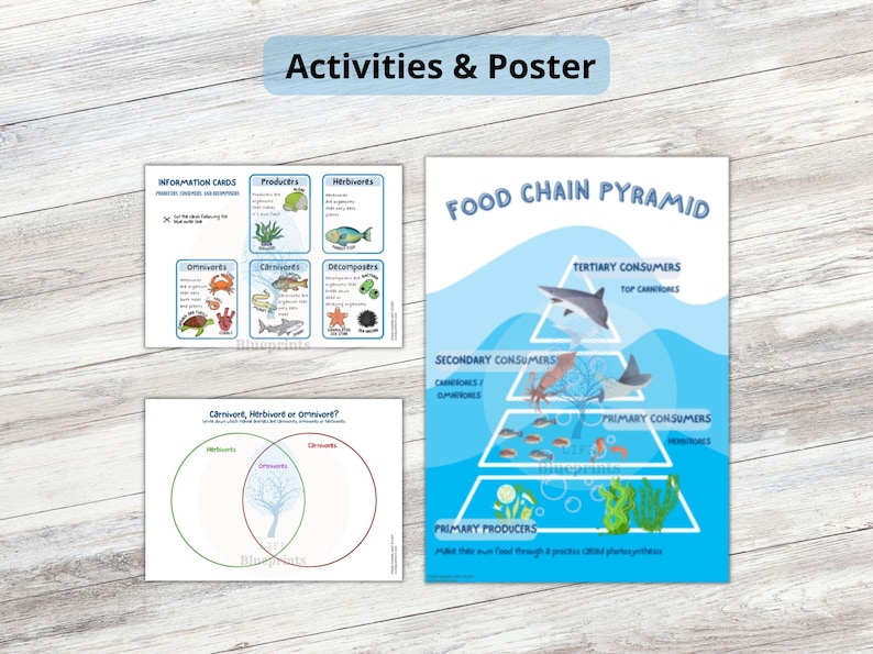 Marine Food Chains Foldable Kids' Craft Snow Globe Food Web Printable ...