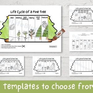 PINE TREE Life Cycle Foldable Templates Christmas Tree Life - Etsy