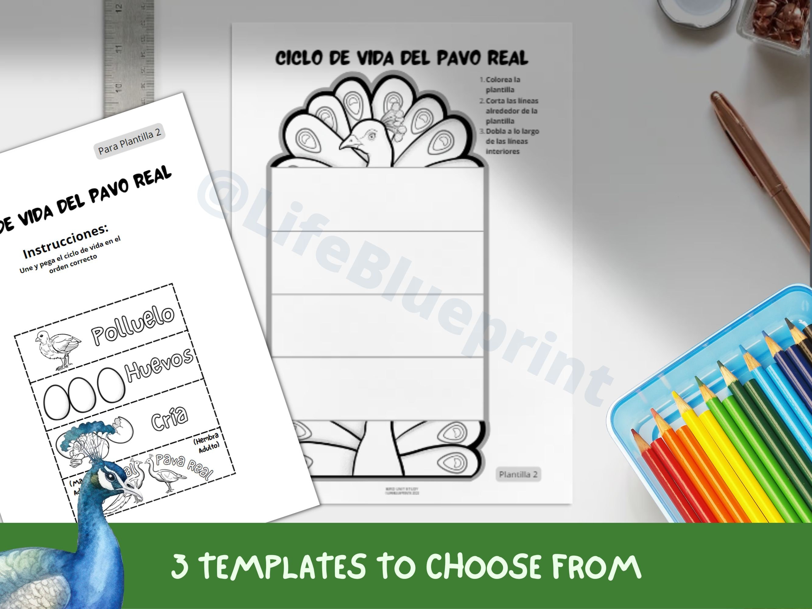 SPANISH Peacock Life Cycle Learning Activity for Kids Montessori ...