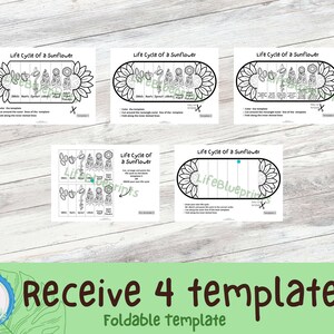 Foldable Sunflower Life Cycle Learning Activity for Kids | A4 and 11x8 ...