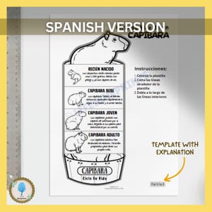 SPANISH Capybara Life Cycle Learning Activity for Kids | A4 and 11x8.5 ...
