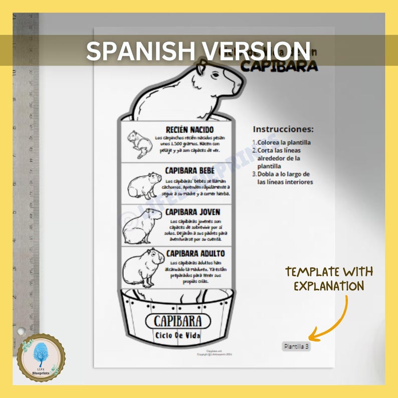 SPANISH Capybara Life Cycle Learning Activity for Kids A4 and 11x8.5 ...