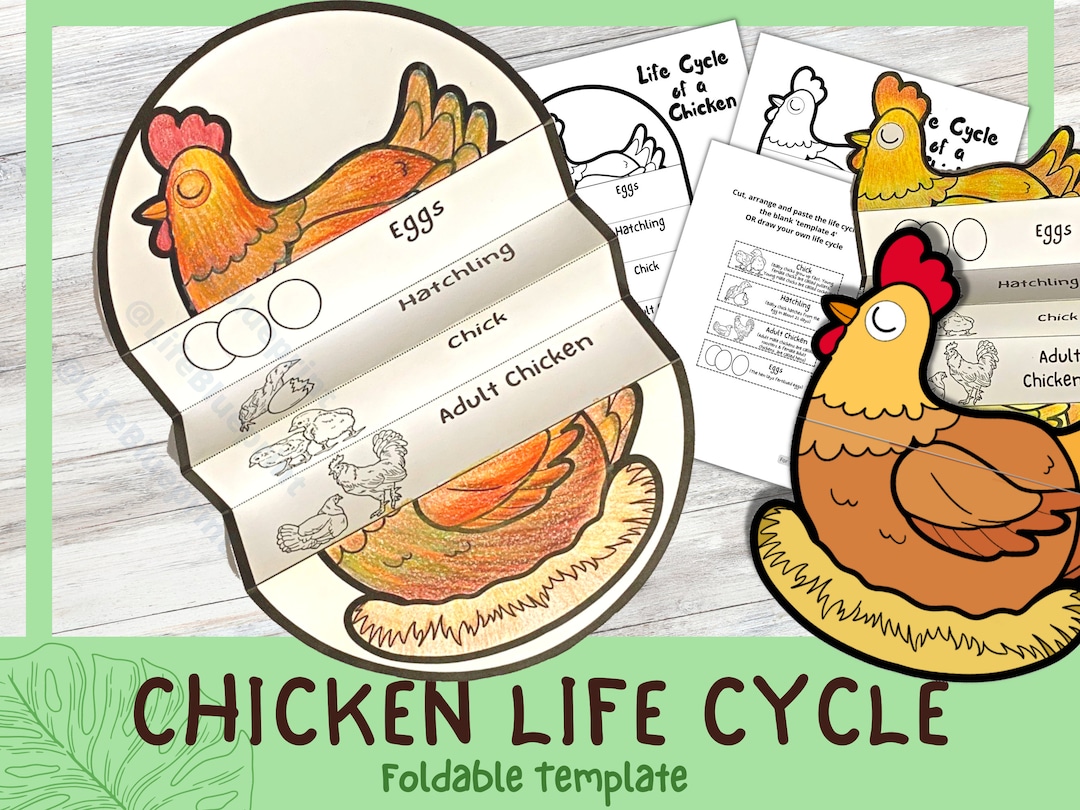 Actividad de aprendizaje plegable del ciclo de vida del pollo para ...