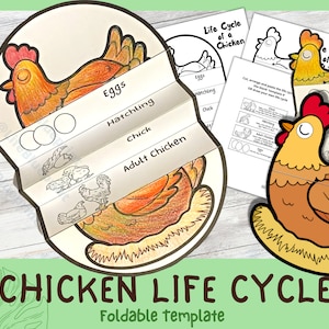 Foldable Chicken Life Cycle Learning Activity for Kids A4 and 11x8.5 ...