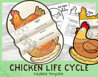 Foldable Duck Life Cycle Learning Activity for Kids A4 and - Etsy UK