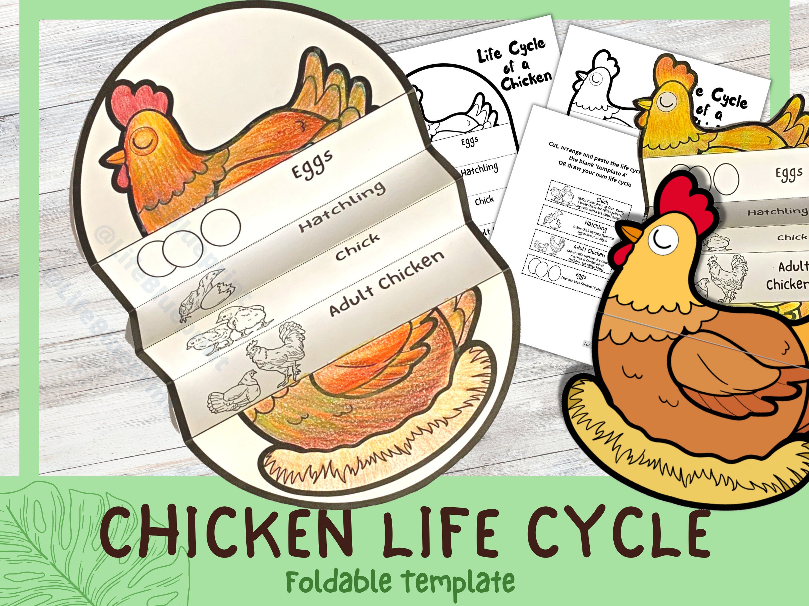 Life Cycle Of A Chicken