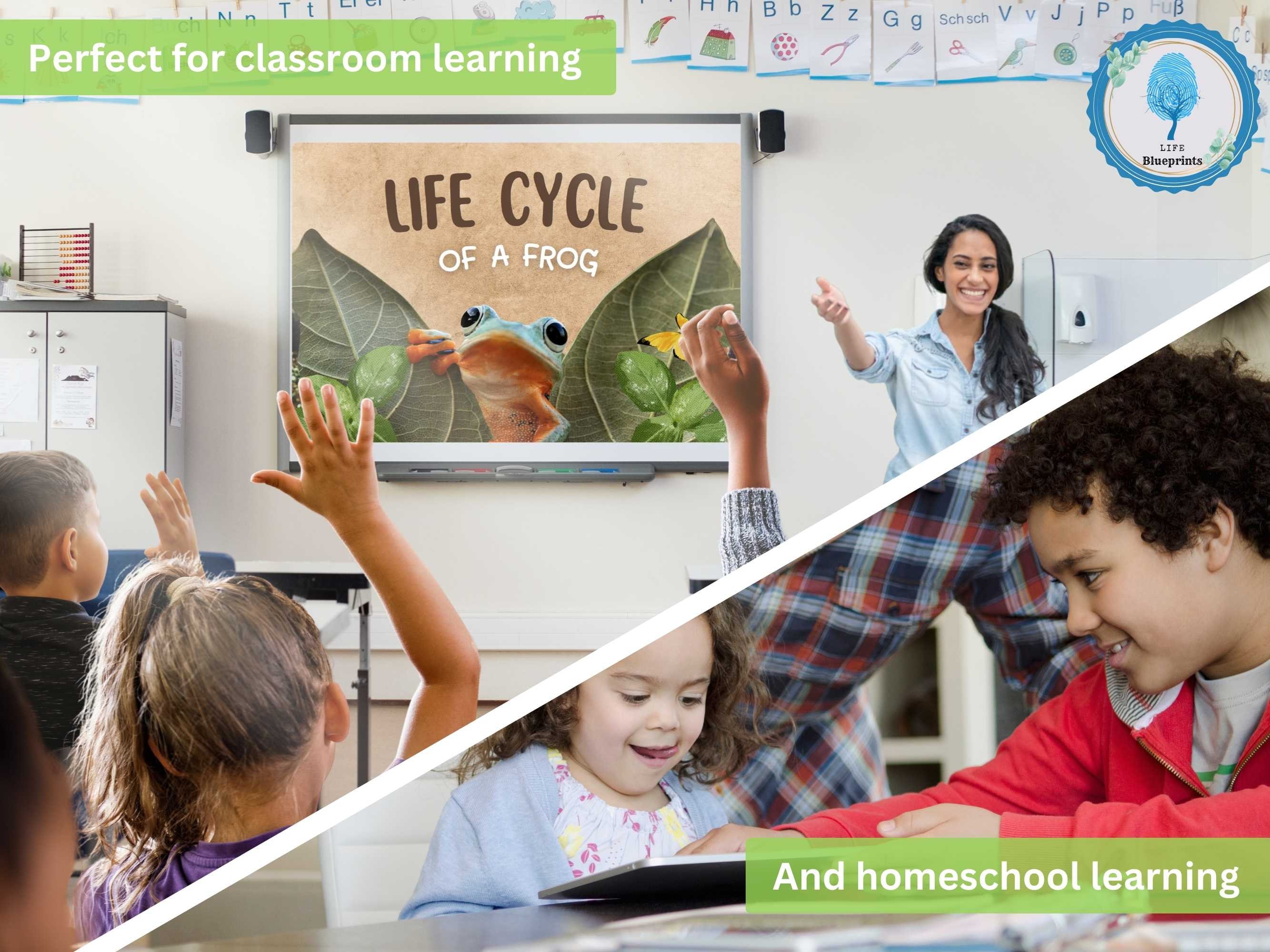 Frog Life Cycle Unit Study | Poster, Flashcards, Lesson Plan | Nature ...