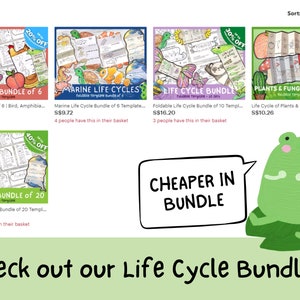 Crab Life Cycle Learning Activity for Kids | A4 and 11x8.5 Inch ...