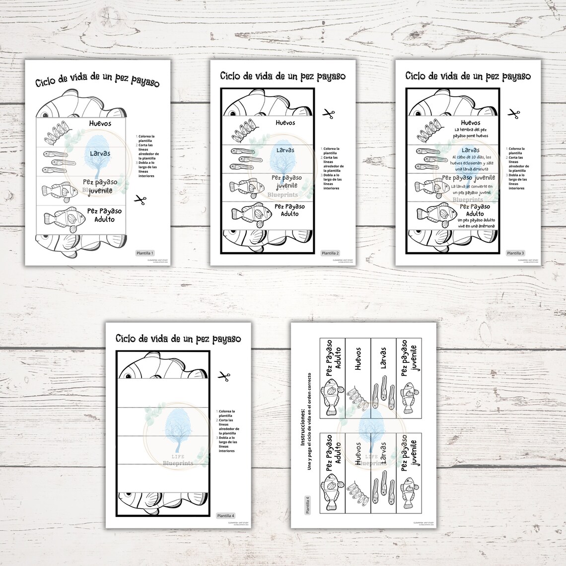 SPANISH Clownfish Life Cycle Learning Activity for Kids | Digital ...