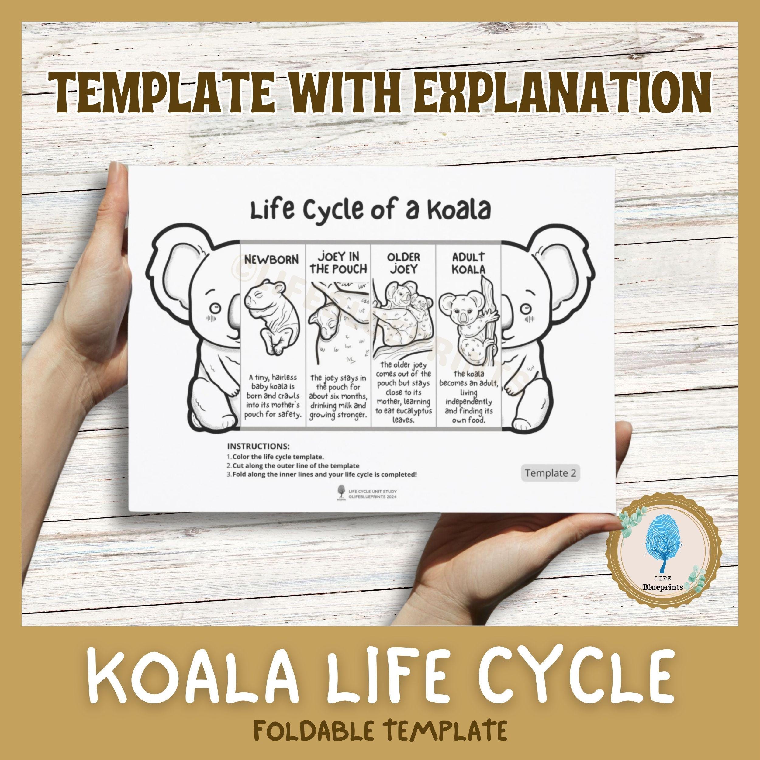 Koala Life Cycle Science Activity for Kids | Foldable Craft | Koala Study | Australian Animal ...