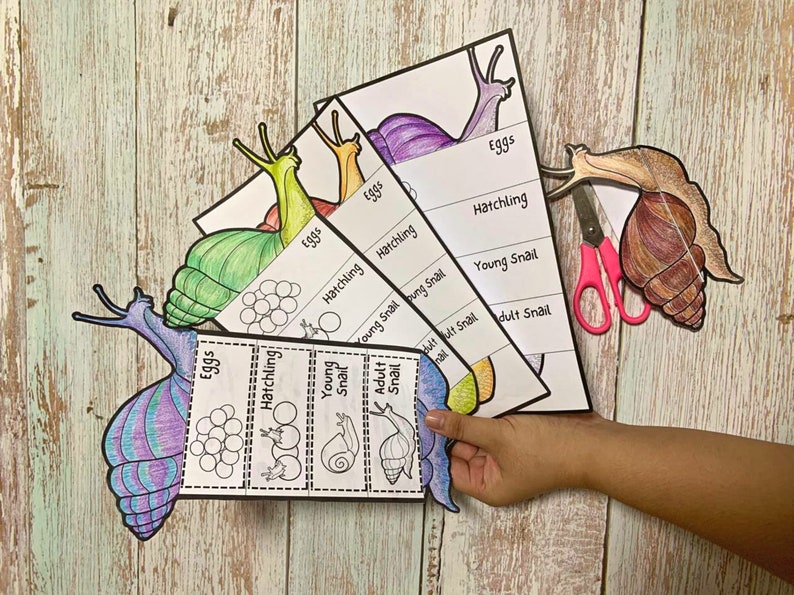 Foldable Snail Life Cycle Learning Activity for Kids A4 and - Etsy ...