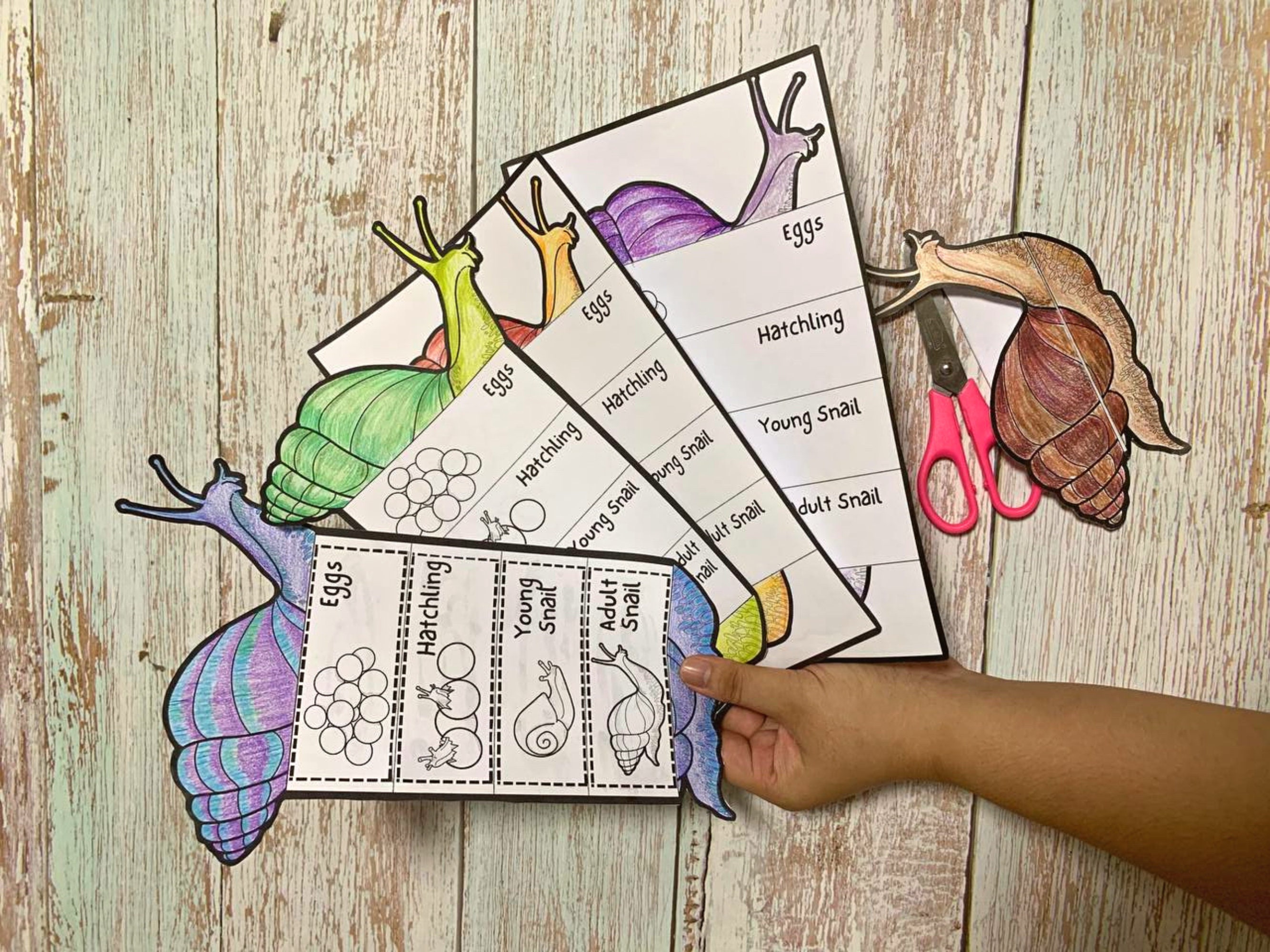 Foldable Snail Life Cycle Learning Activity for Kids A4 and - Etsy ...