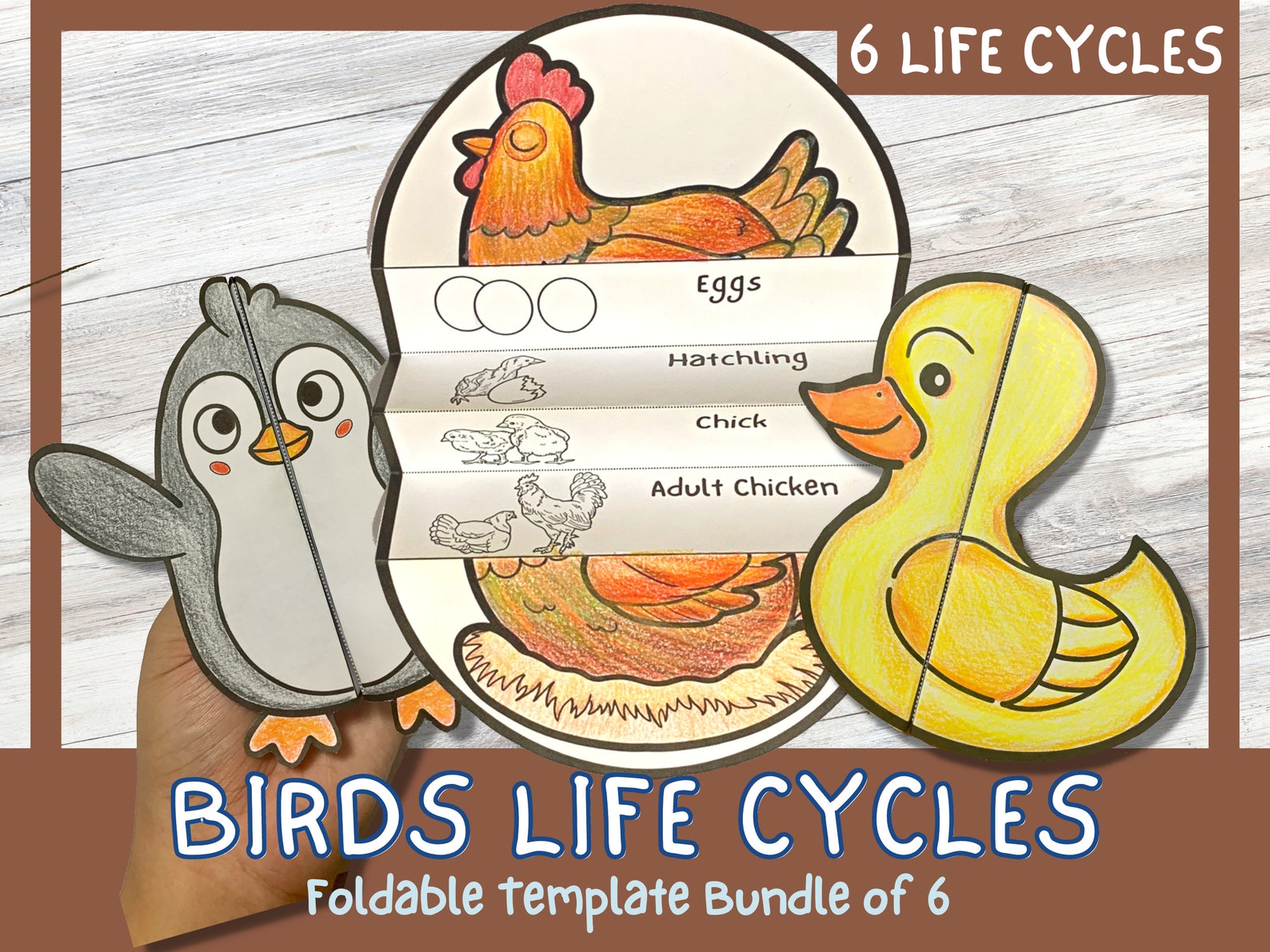 Bird Life Cycle Bundle of 6 Templates Duck, Chicken, Penguin, Parrot ...