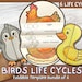 Bird Life Cycle Bundle of 6 Templates Duck, Chicken, Penguin, Parrot ...