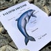 Dolphin Anatomy Poster for Kids, Nature Study, Science, Montessori ...