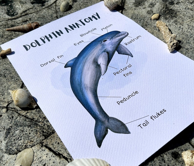 Dolphin Anatomy Poster for Kids, Nature Study, Science, Montessori ...