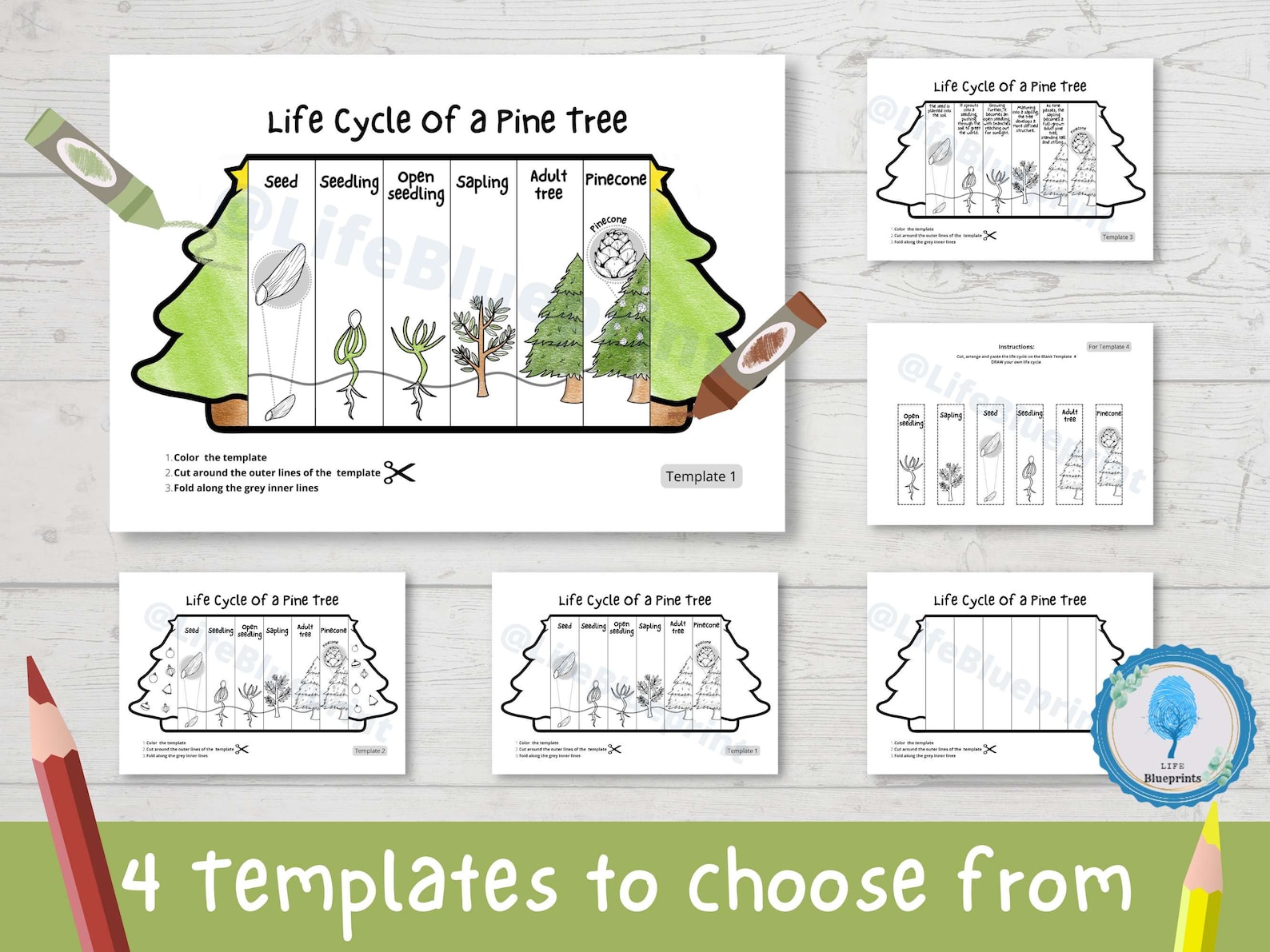 PINE TREE Life Cycle Foldable Templates | Christmas Tree Life Cycle ...
