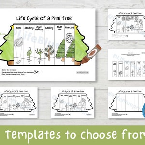PINE TREE Life Cycle Foldable Templates | Christmas Tree Life Cycle ...