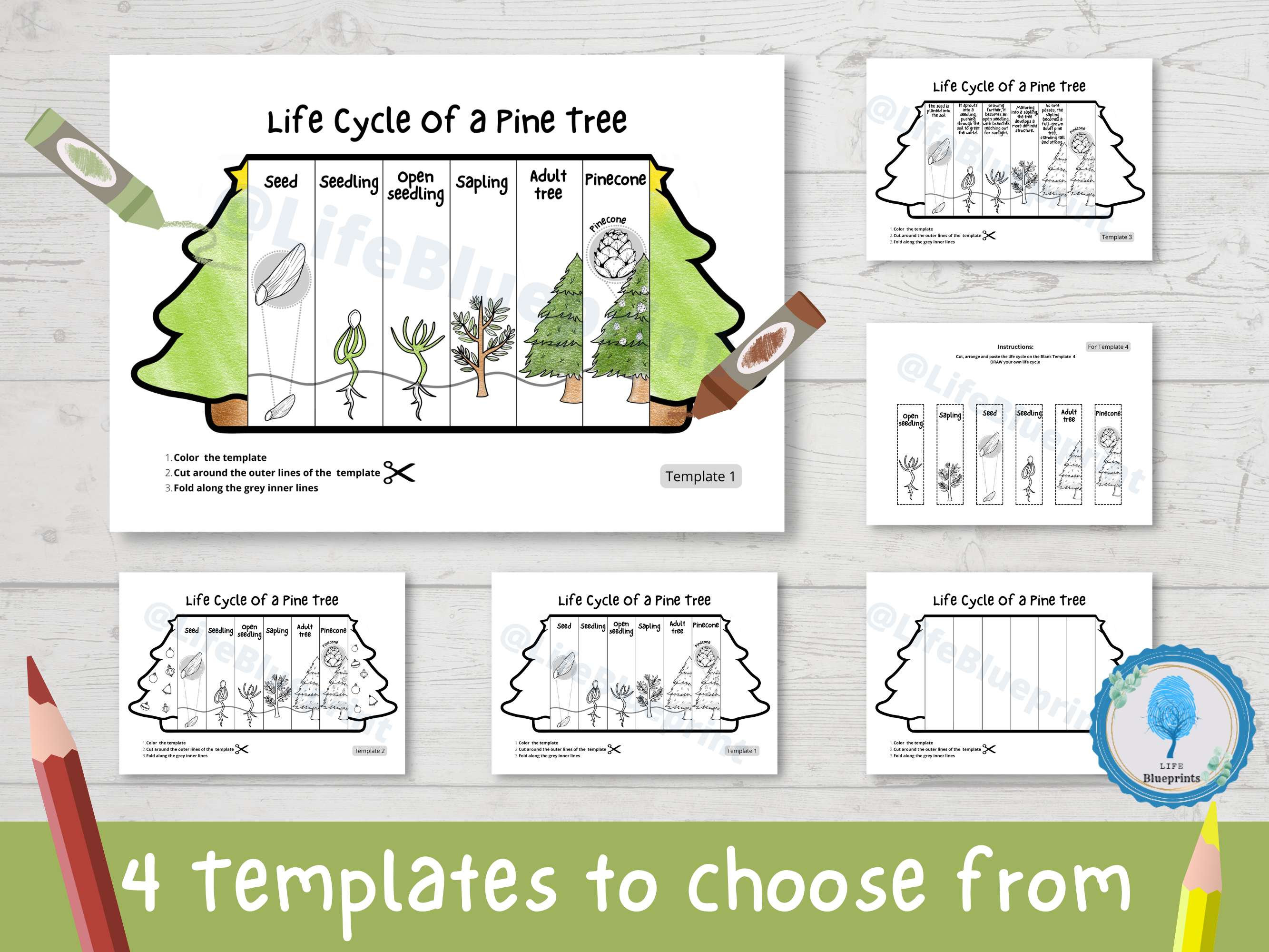 PINE TREE Life Cycle Foldable Templates | Christmas Tree Life Cycle ...