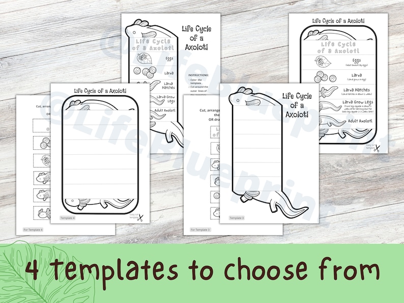 Axolotl Life Cycle Foldable Amphibian Life Cycle Learning | Etsy