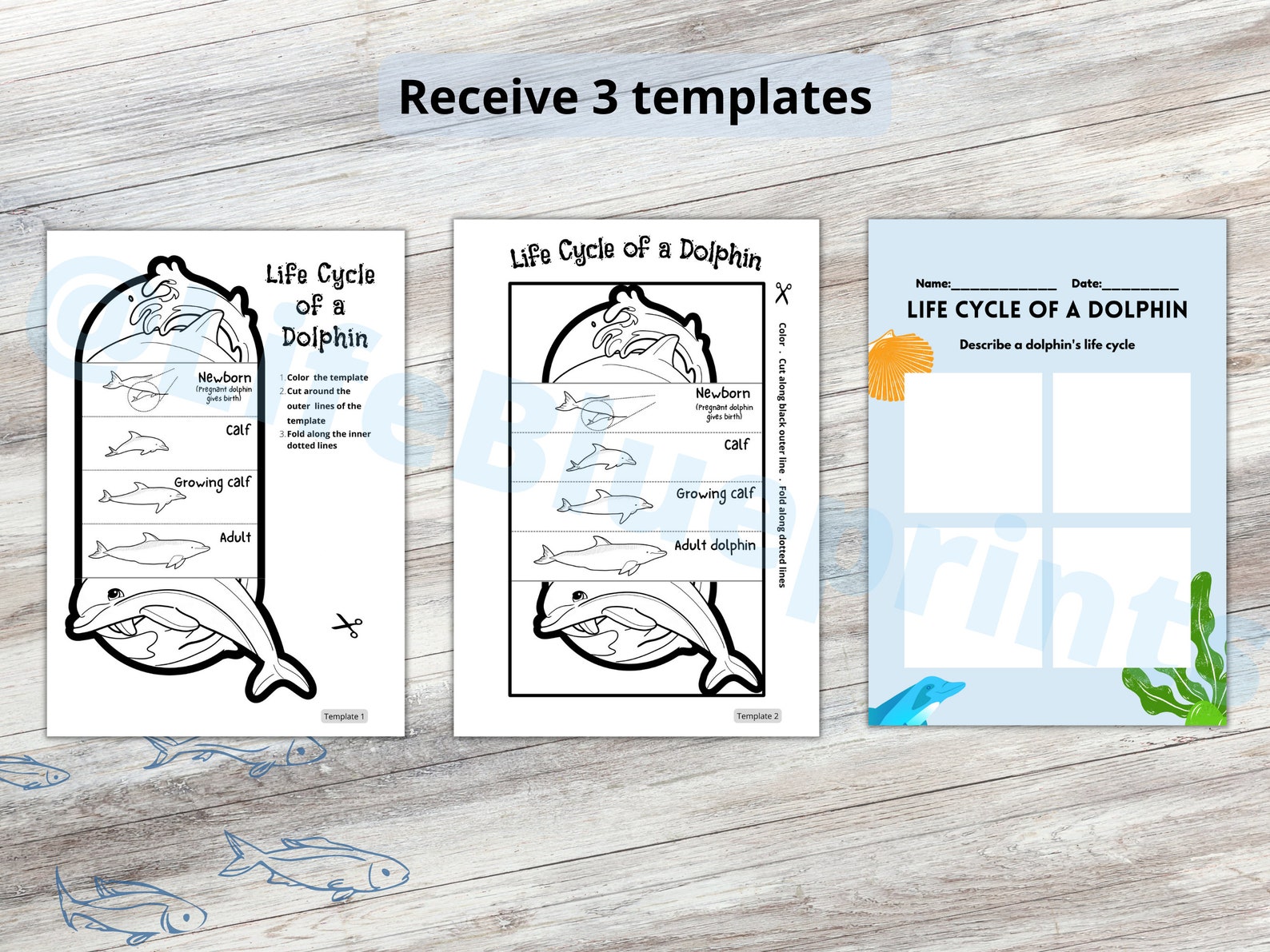 Foldable Dolphin Life Cycle Learning Activity for Kids A4 and 11x8.5 ...