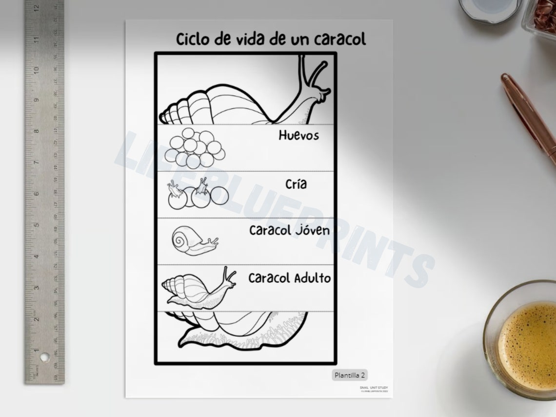 SPANISH Snail Life Cycle Learning Activity for Kids A4 and 11x8.5 Inch ...