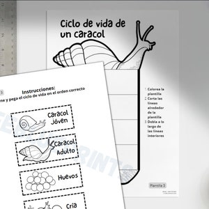 SPANISH Snail Life Cycle Learning Activity for Kids | A4 and 11x8.5 ...