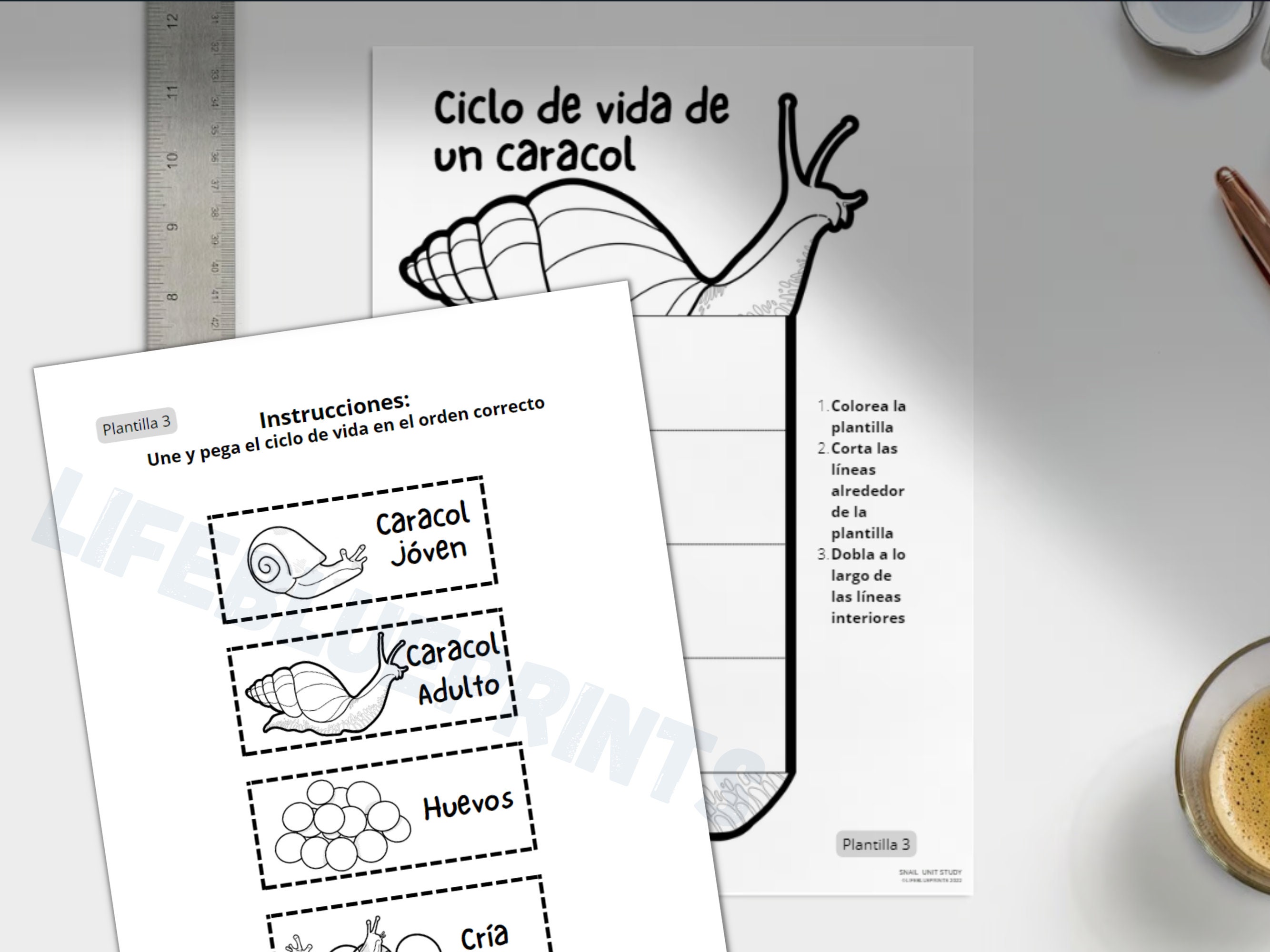 SPANISH Snail Life Cycle Learning Activity for Kids | A4 and 11x8.5 ...