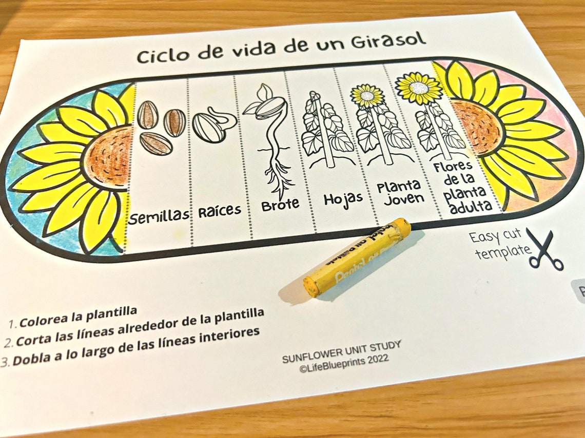 ESPAÑOL Ciclo de vida de la planta de girasol / Manualidad de ciclo de ...
