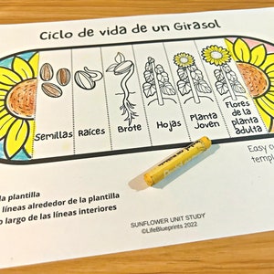 SPANISH Life Cycle of Sunflower Plant | Foldable Life Cycle Craft ...