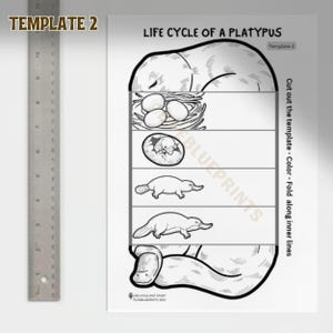 Platypus Life Cycle Science Activity for Kids | Foldable Craft ...