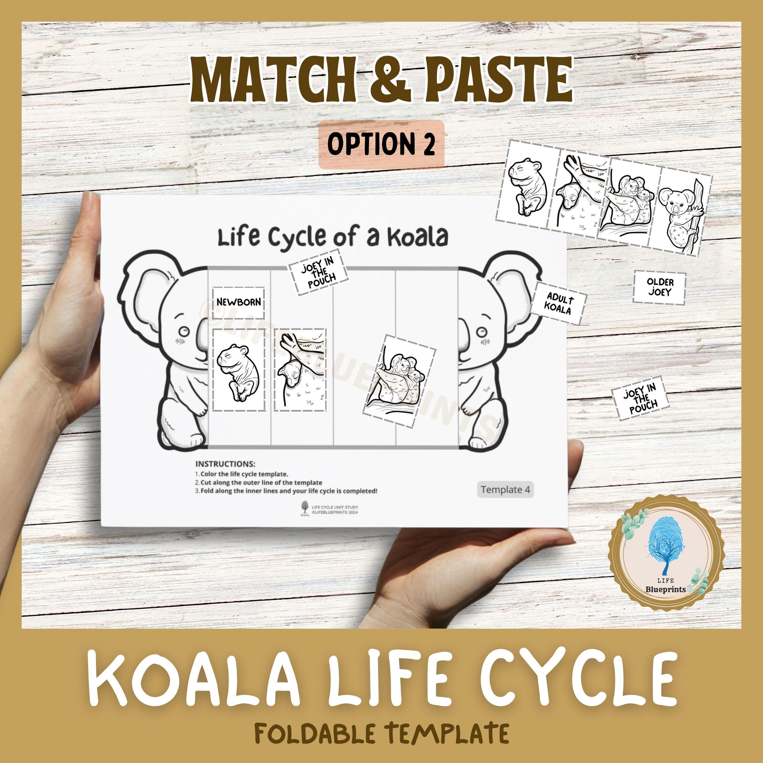 Koala Life Cycle Science Activity for Kids | Foldable Craft | Koala ...