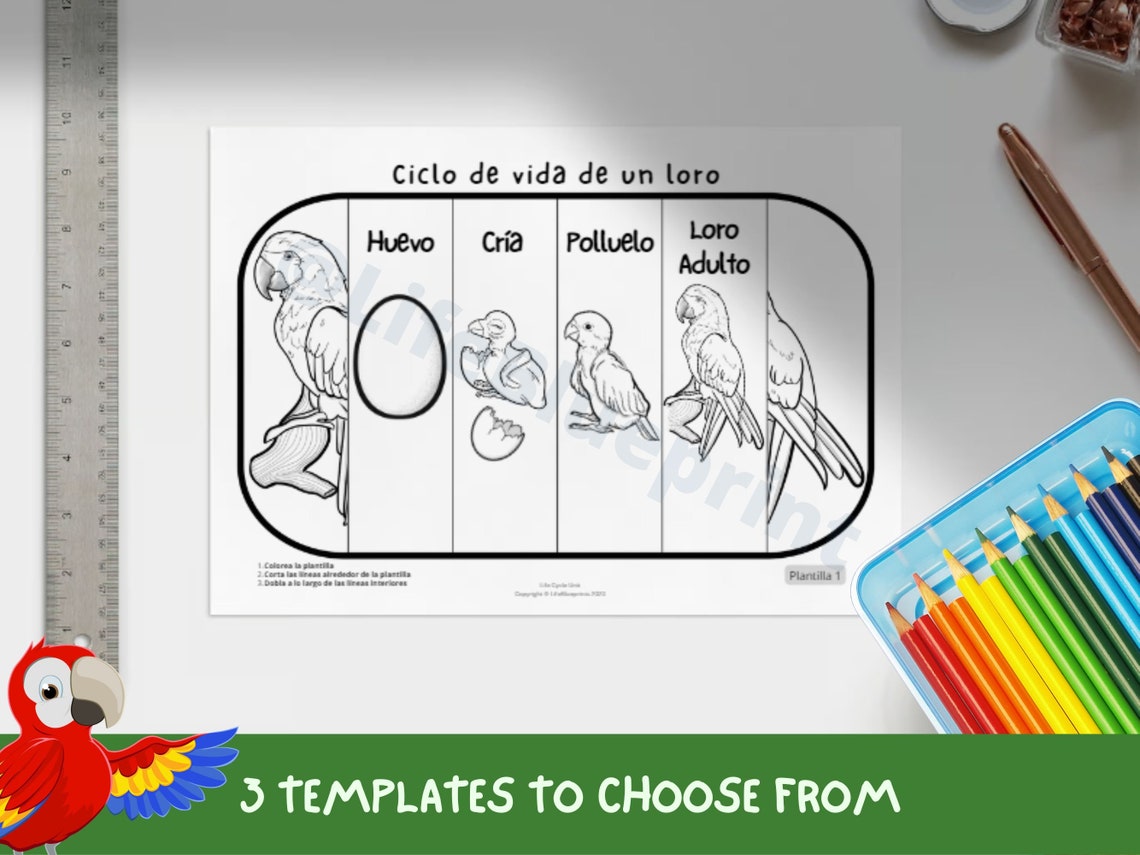 SPANISH Parrot Life Cycle Learning Activity for Kids Montessori ...
