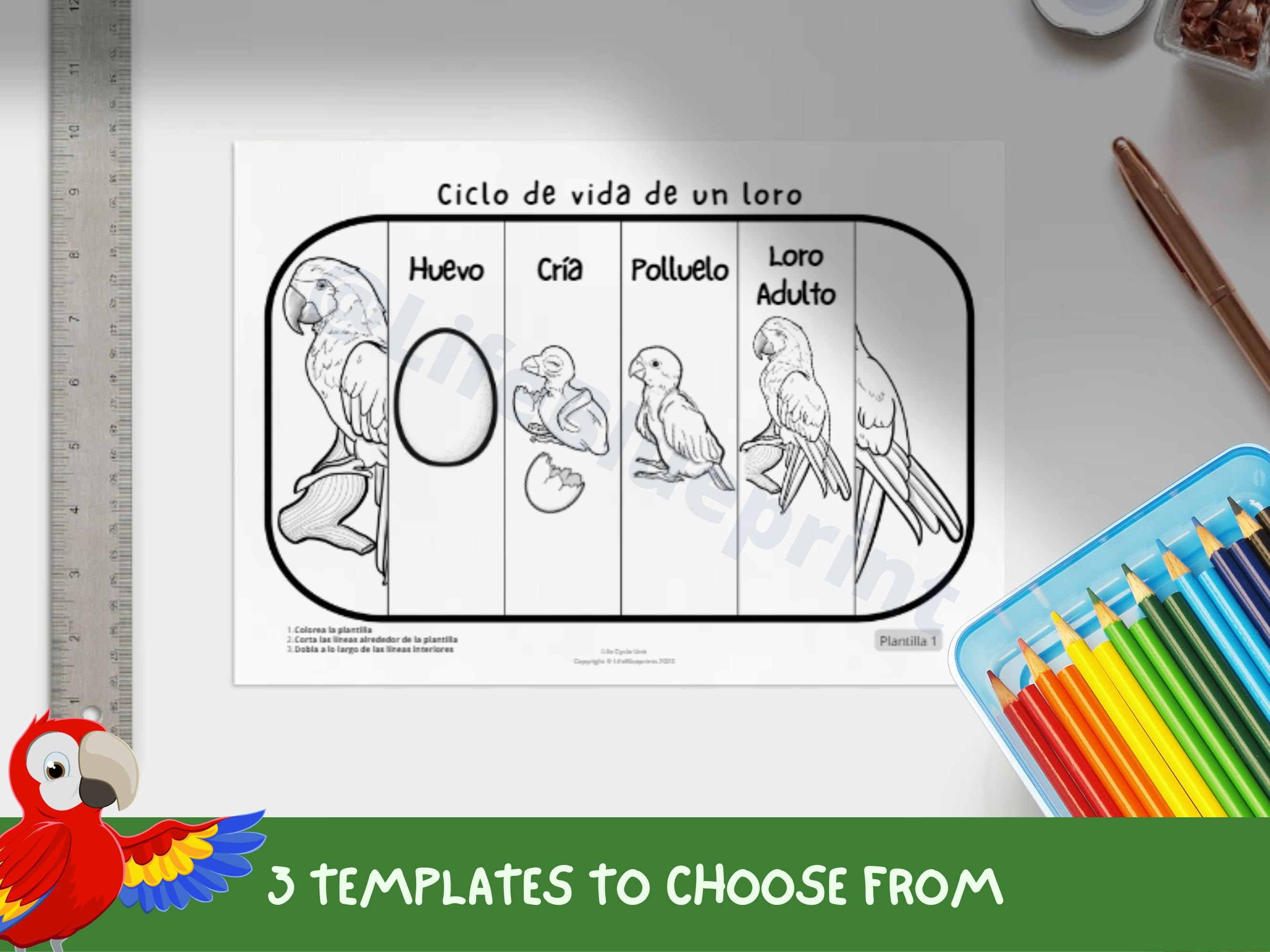 SPANISH Parrot Life Cycle Learning Activity for Kids Montessori ...