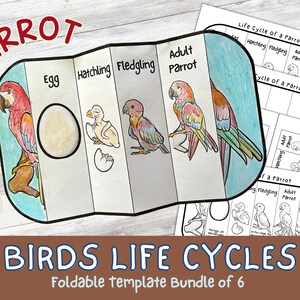 Bird Life Cycle Bundle of 6 Templates | Duck, Chicken, Penguin, Parrot ...