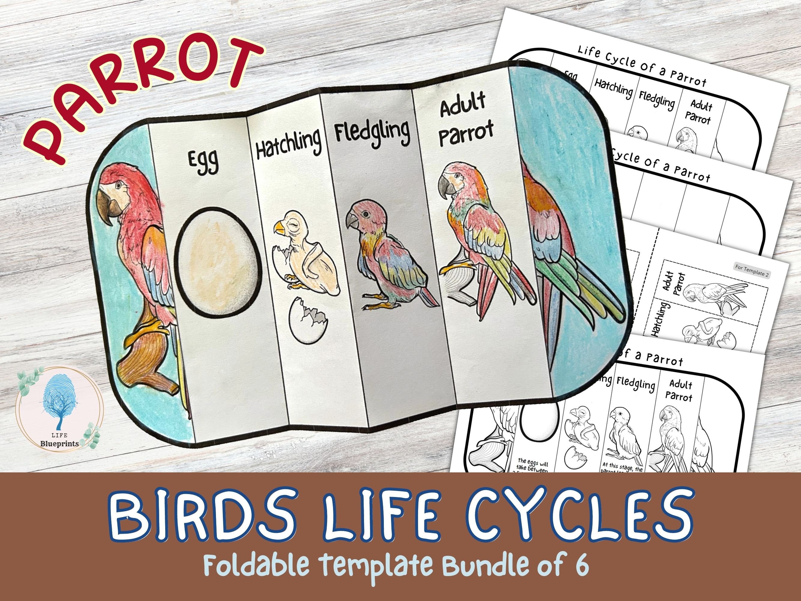 Bird Life Cycle Bundle of 6 Templates Duck Chicken - Etsy