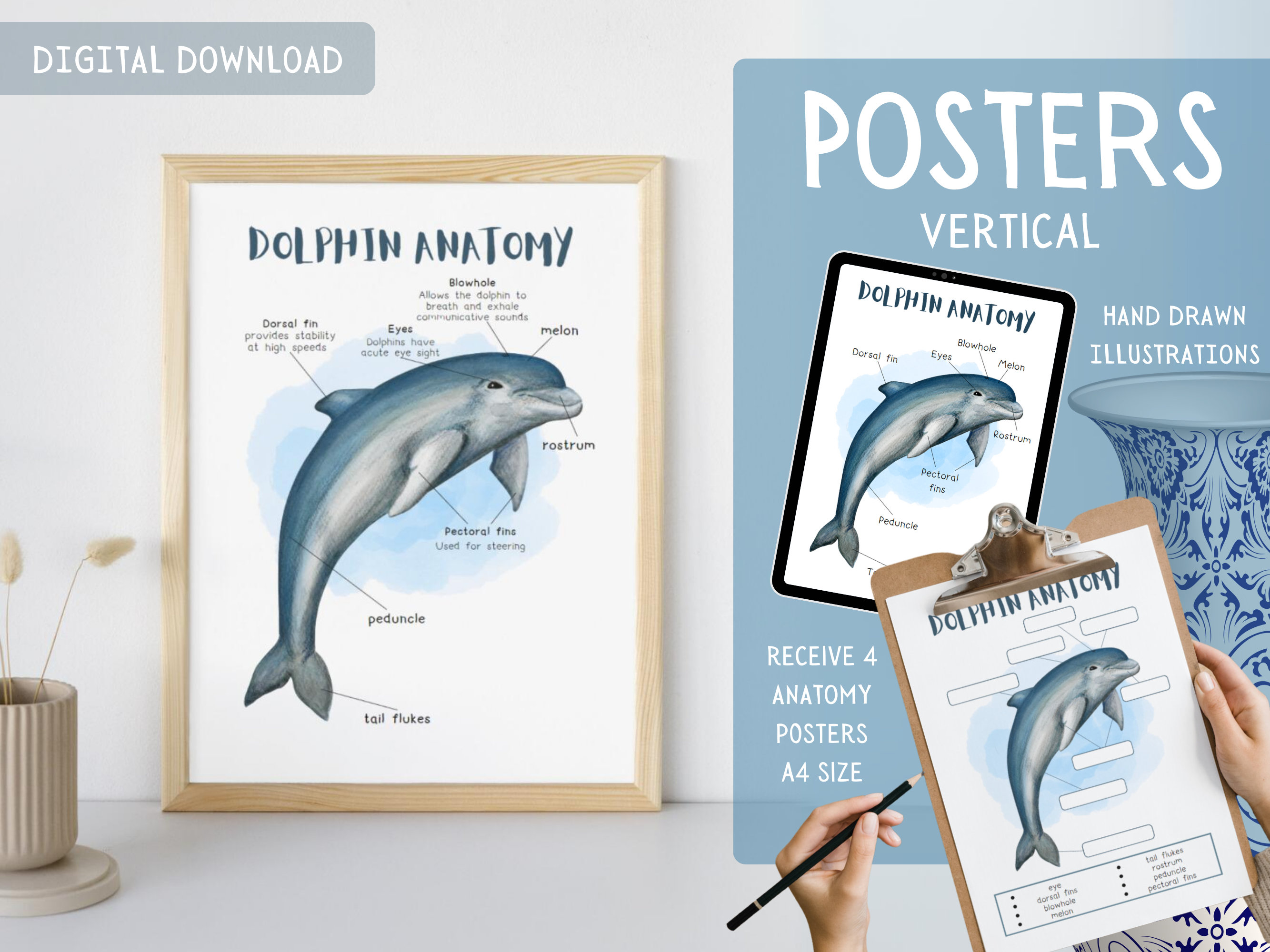 Dolphin Anatomy Poster for Kids, Nature Study, Science, Montessori ...