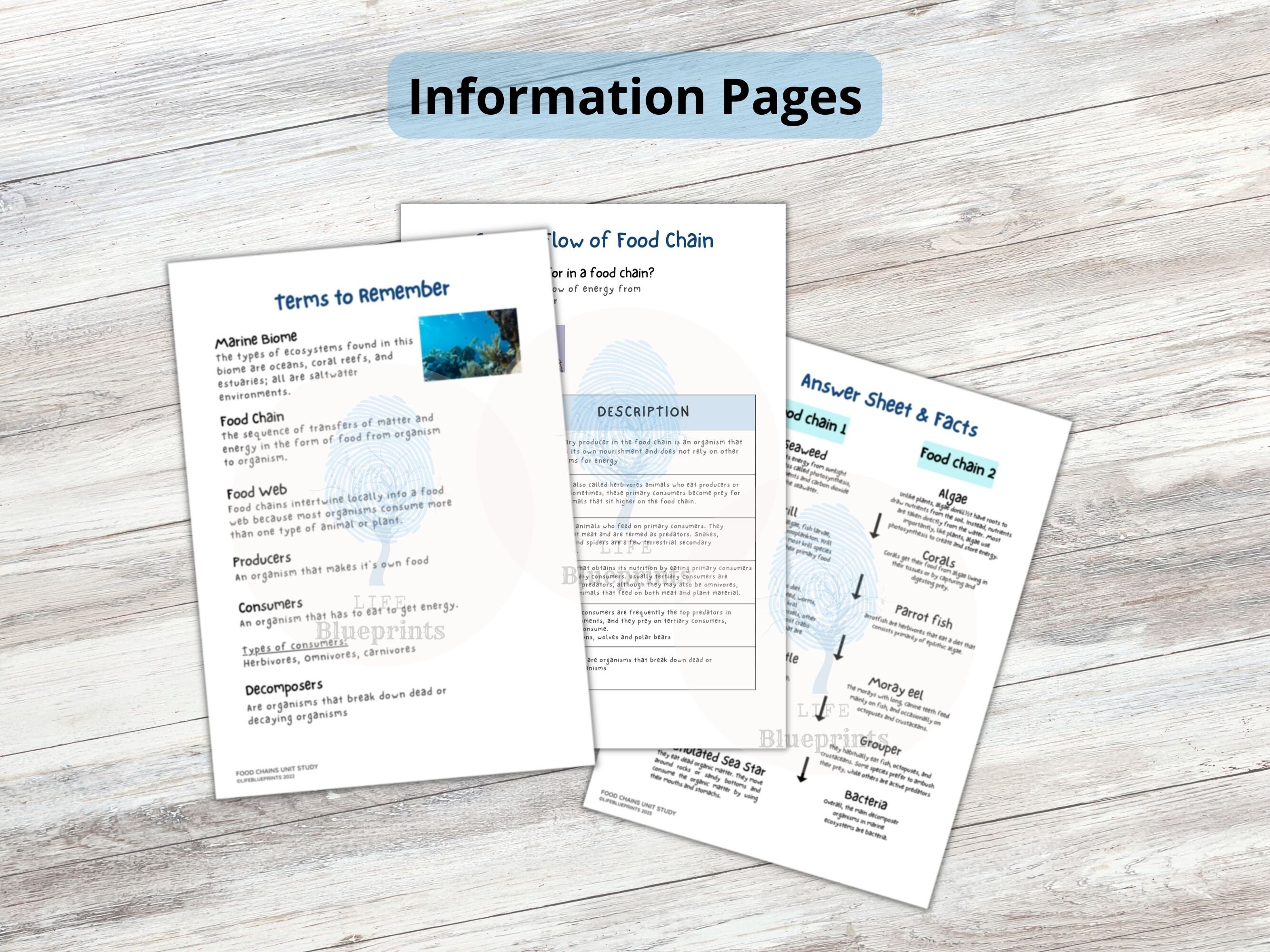 Marine Food Chains Foldable Kids' Craft Snow Globe Food Web Printable ...