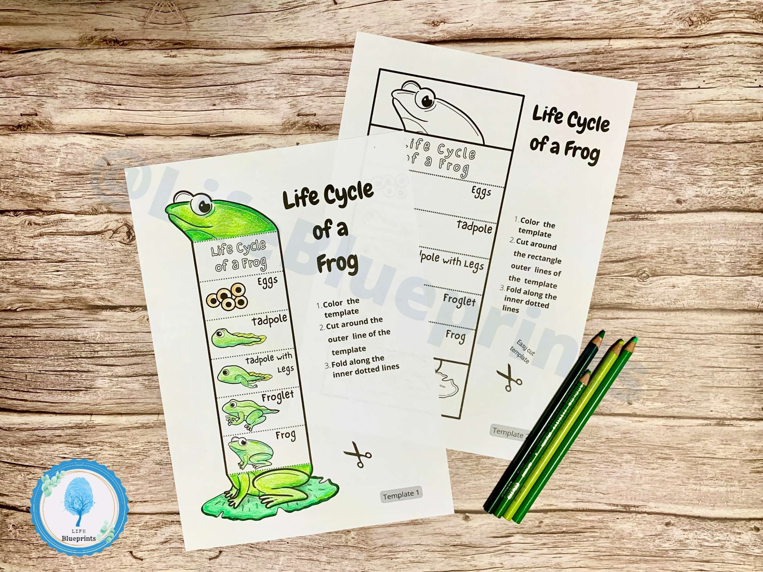 Foldable Frog Life Cycle Learning Activity for Kids | A4 and 11x8.5 ...