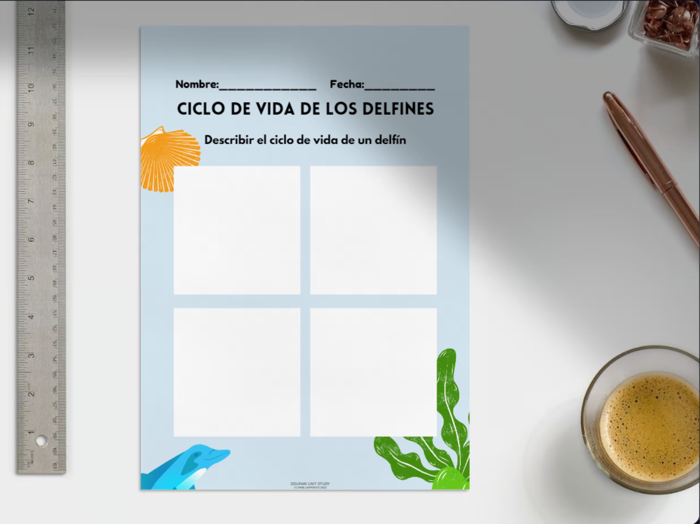 SPANISH Dolphin Life Cycle Learning Activity for Kids A4 and 11x8.5 ...