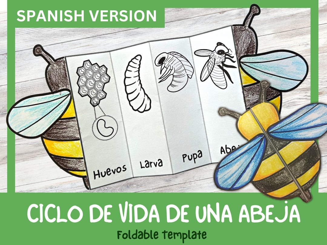 SPANISH Life Cycle of a Bee | Foldable Life Cycle Craft | Digital ...