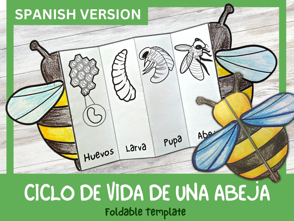 SPANISH Life Cycle of a Bee Foldable Life Cycle Craft Digital Download ...