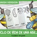 SPANISH Life Cycle of a Bee | Foldable Life Cycle Craft | Digital ...