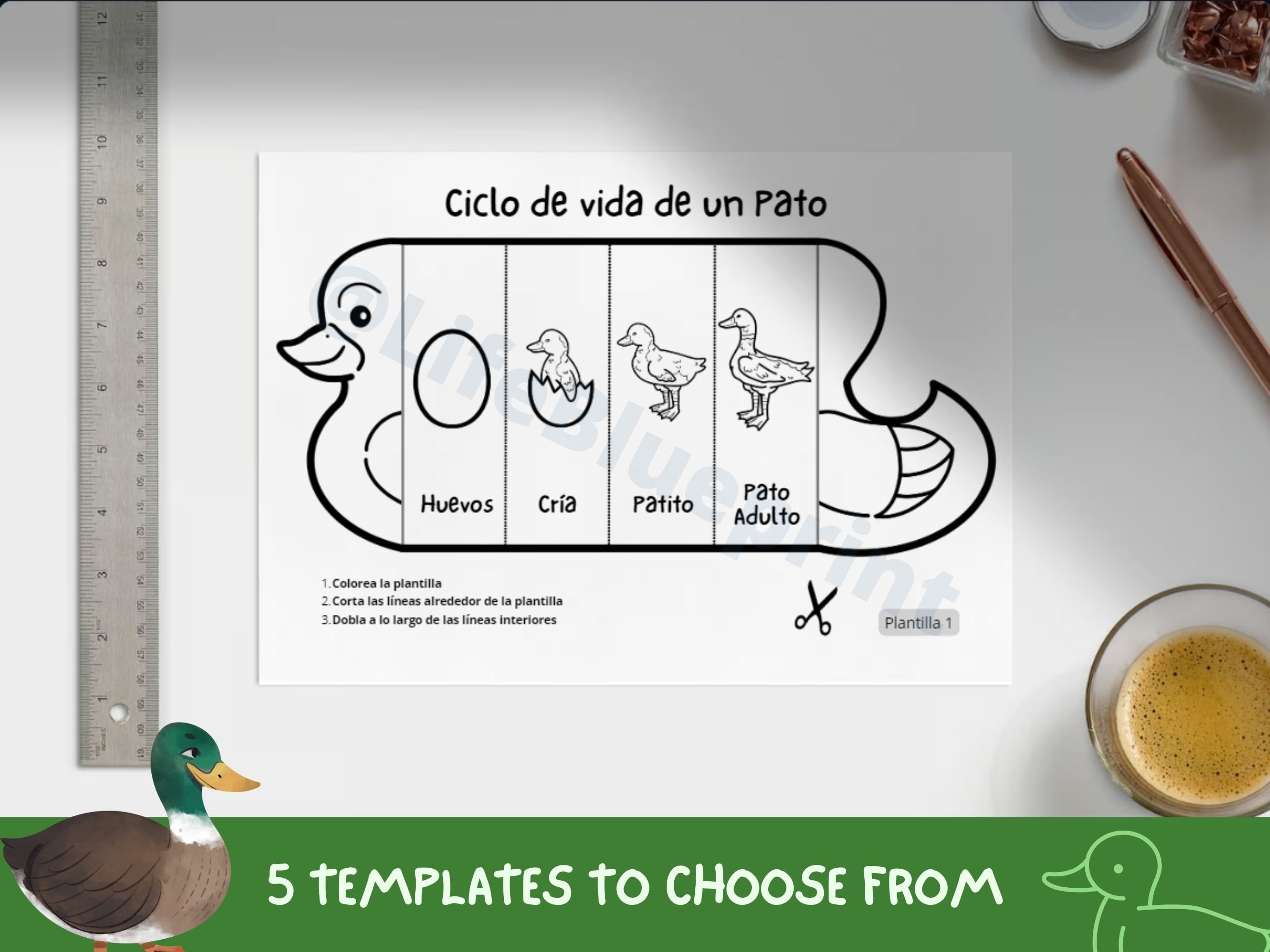 SPANISH Life Cycle of a Duck Foldable Life Cycle Craft - Etsy