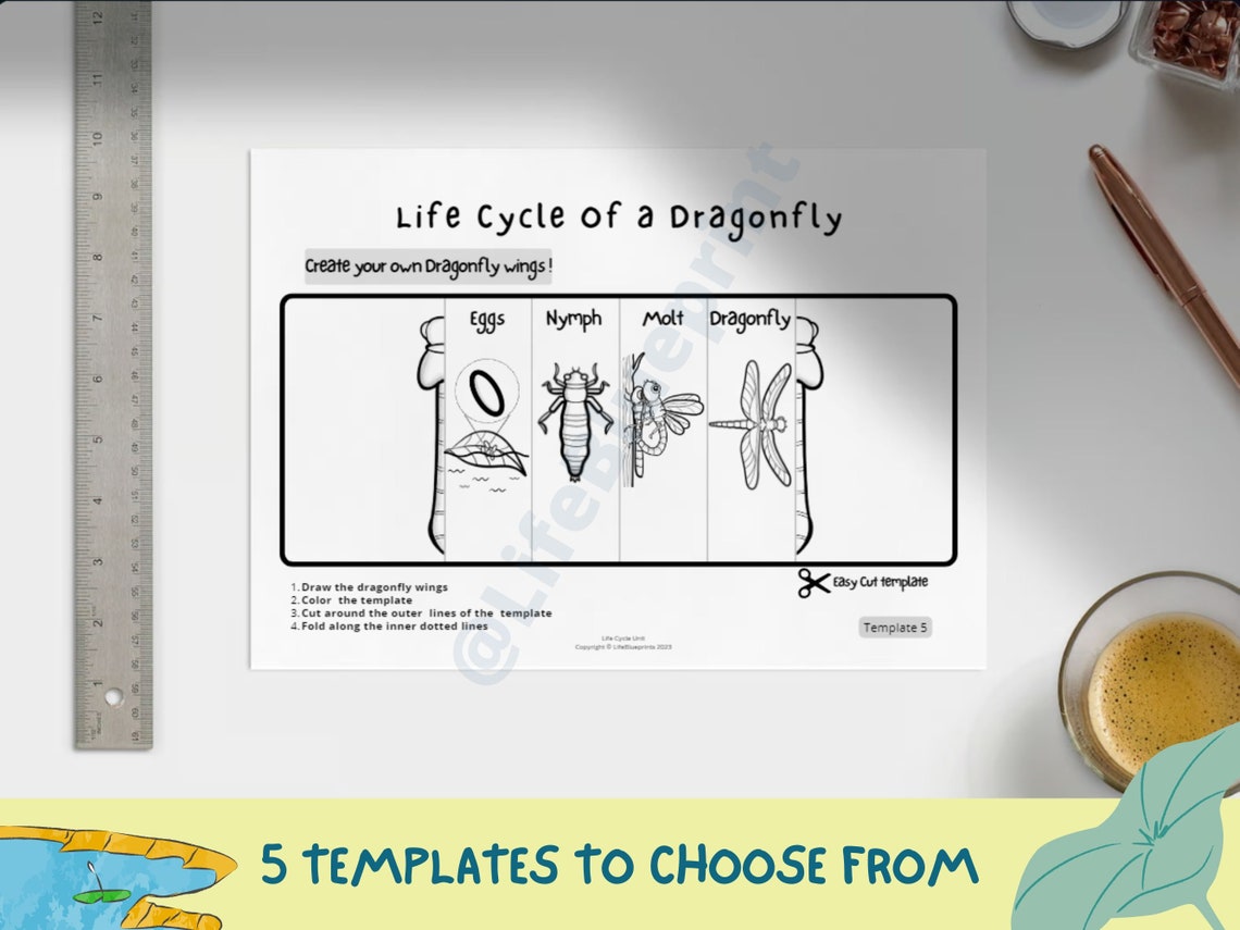 Foldable Dragonfly Life Cycle Learning Activity for Kids A4 - Etsy