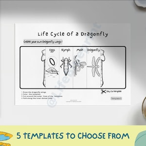 Foldable Dragonfly Life Cycle Learning Activity for Kids A4 and 11x8.5 ...