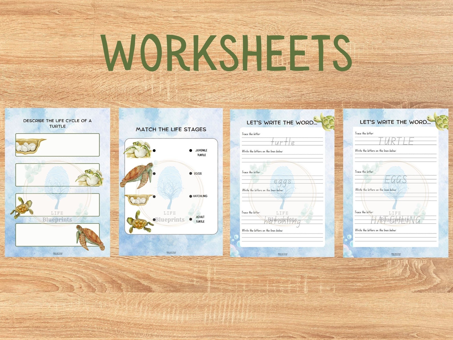 Turtle Life Cycle Unit Study | Poster, Flashcards, Lesson Plan | Nature ...